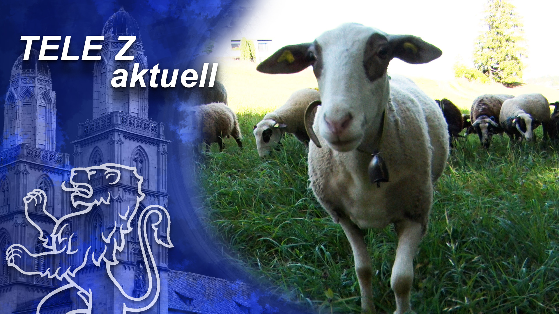 Tele Z - Aktuell Beitrag: Affoltern am Albis: Der Wolf ist auch im ...